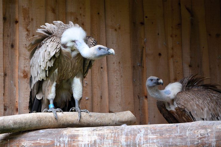 Rare species zoo Ebbs - Ebbs