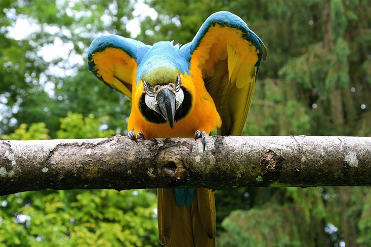 Rare species zoo Ebbs - Ebbs