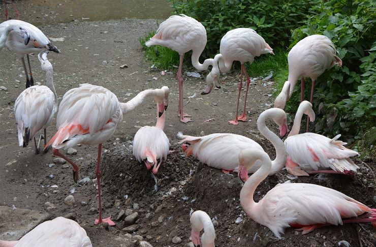 Rare species zoo Ebbs - Ebbs